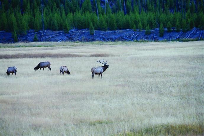 WorldMark West Yellowstone,Yellowstone National Park:Photos,Reviews,Deals