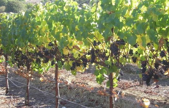 Point Reyes Vineyard Inn,Point Reyes National Seashore:Photos,Reviews,Deals